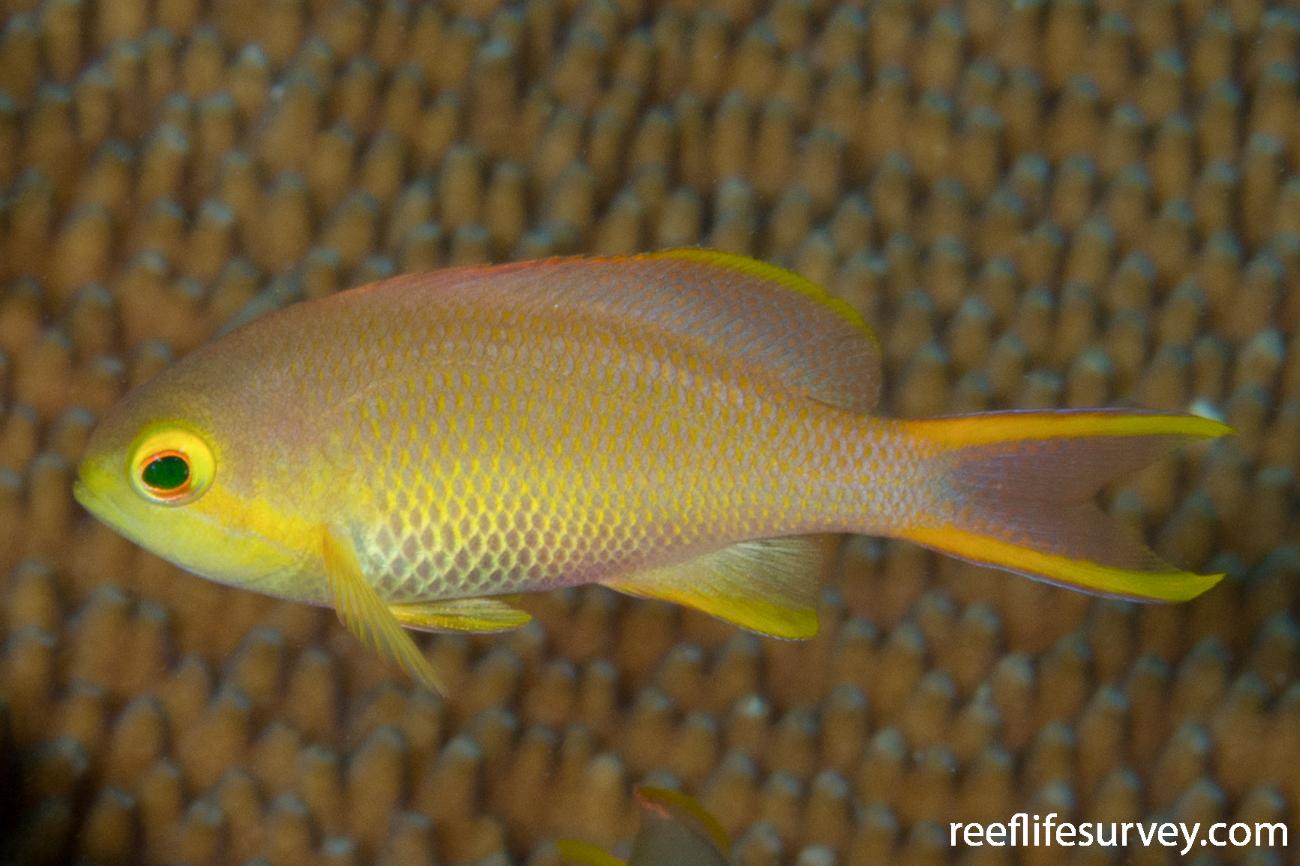 Pseudanthias huchtii - Pacific Basslet | ReefLifeSurvey.com