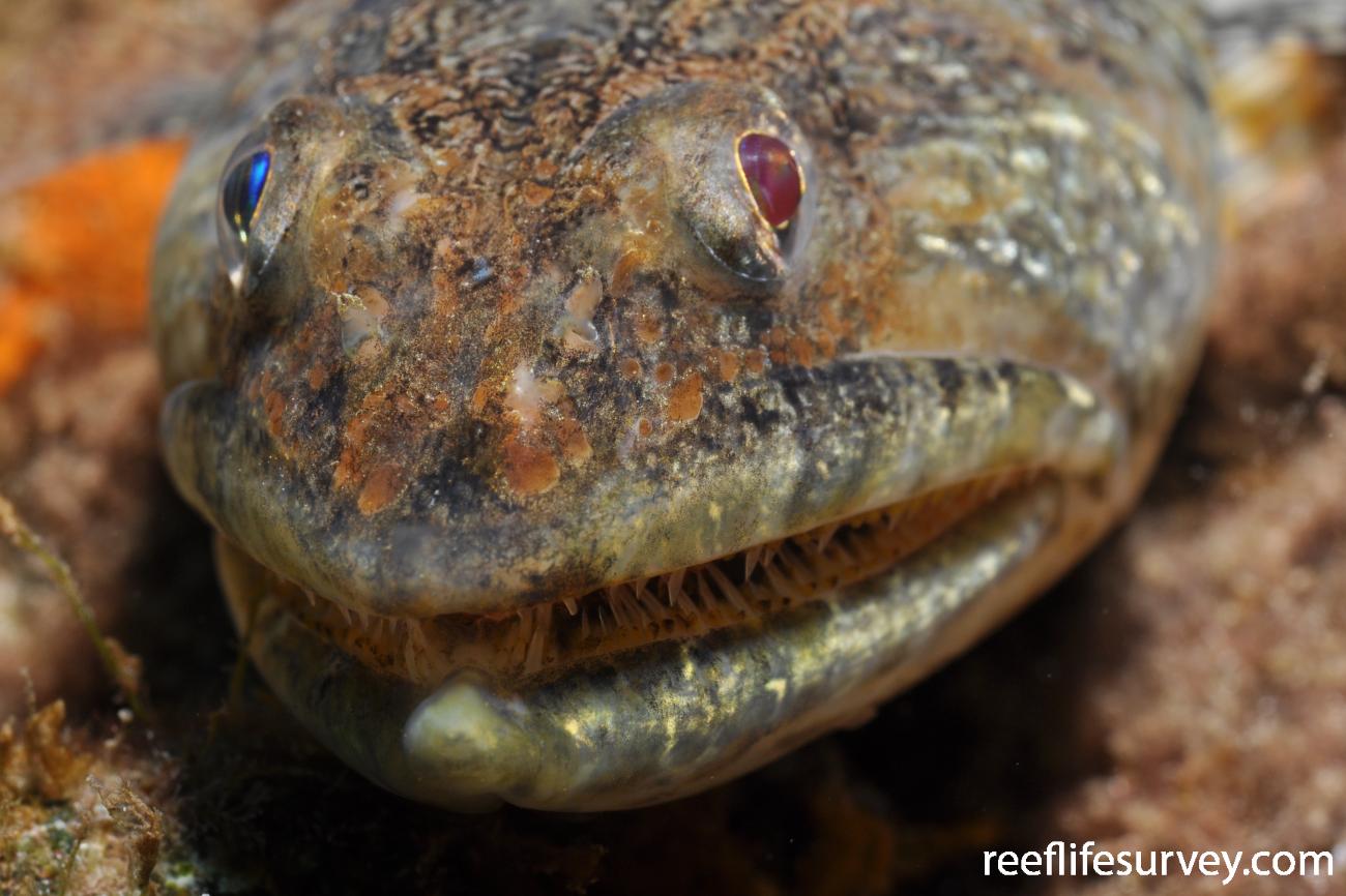 Synodus synodus - Diamond Lizardfish | ReefLifeSurvey.com