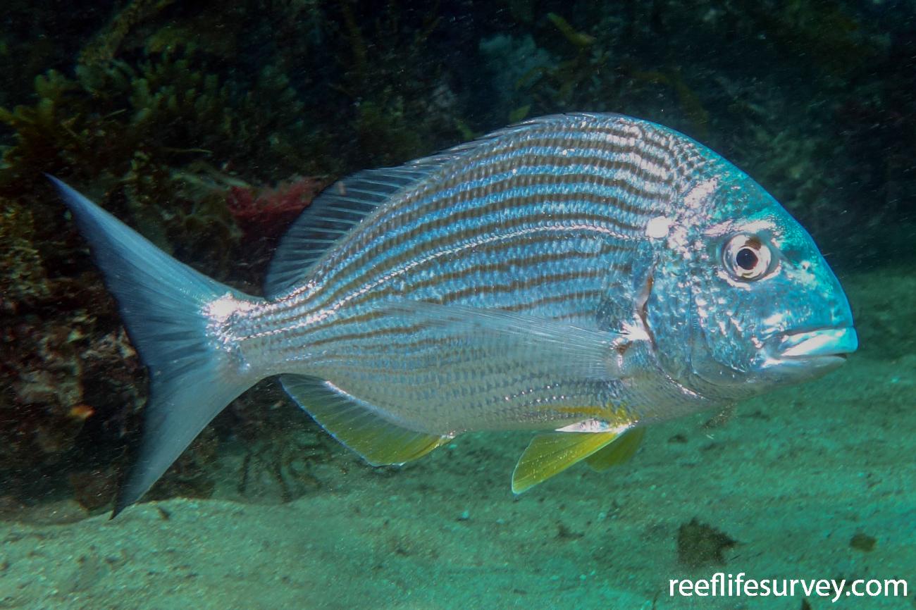 Rhabdosargus sarba - Tarwhine | ReefLifeSurvey.com