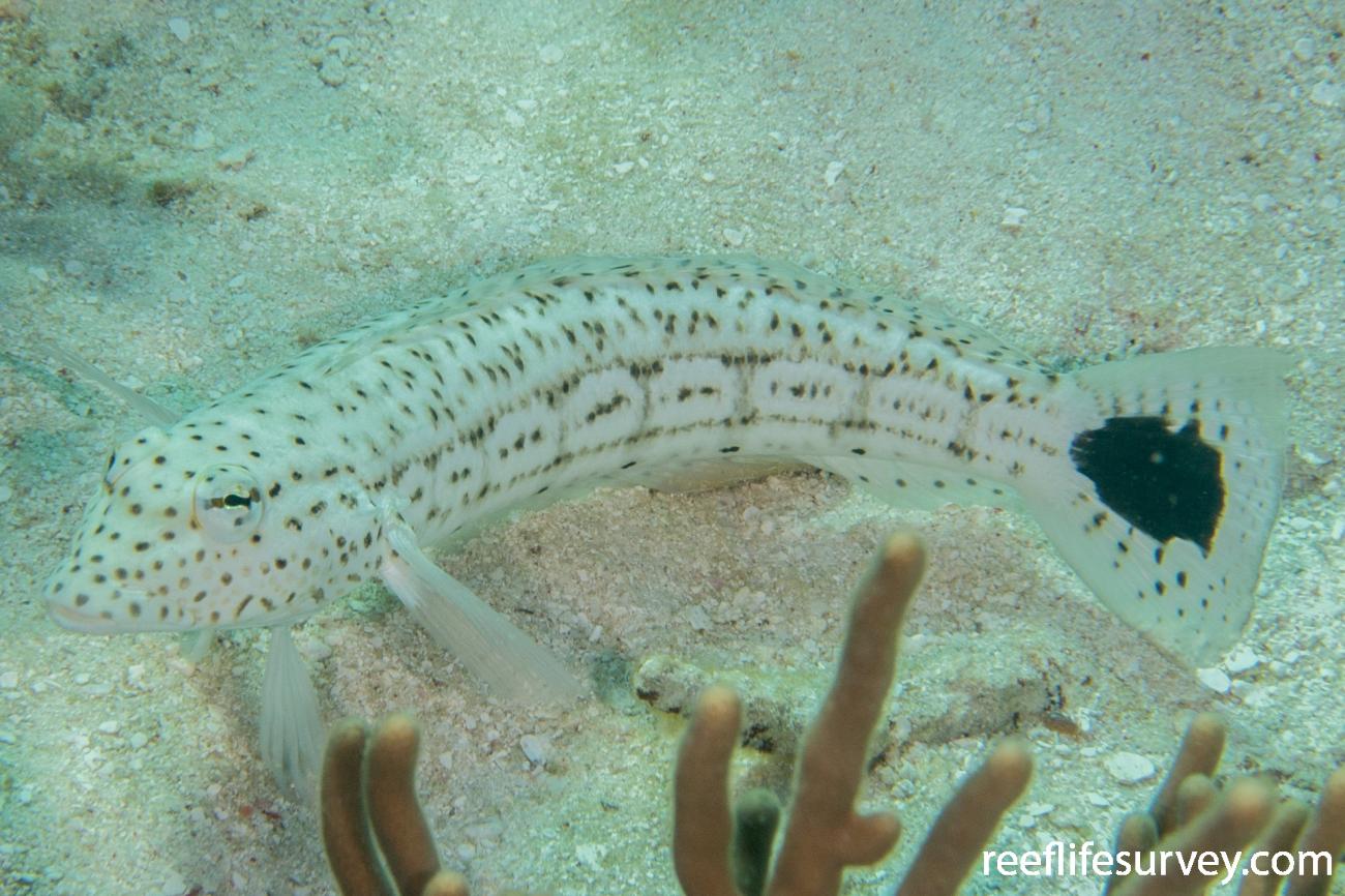 Parapercis pacifica - Blacktail Grubfish | ReefLifeSurvey.com