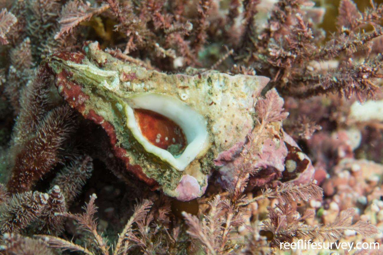 Pterynotus triformis - Triple Murex | ReefLifeSurvey.com