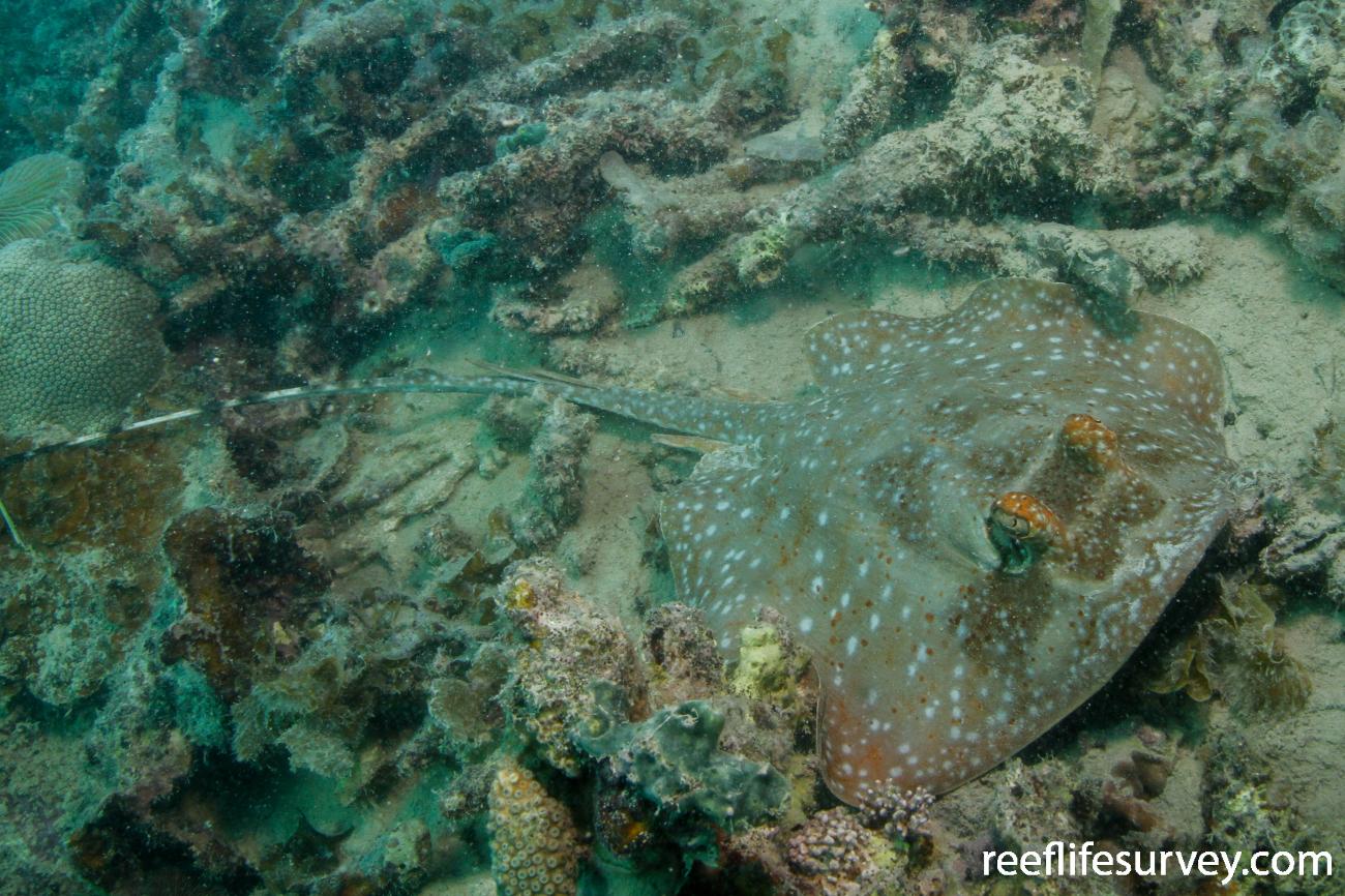 Neotrygon ningalooensis - Ningaloo Maskray | ReefLifeSurvey.com