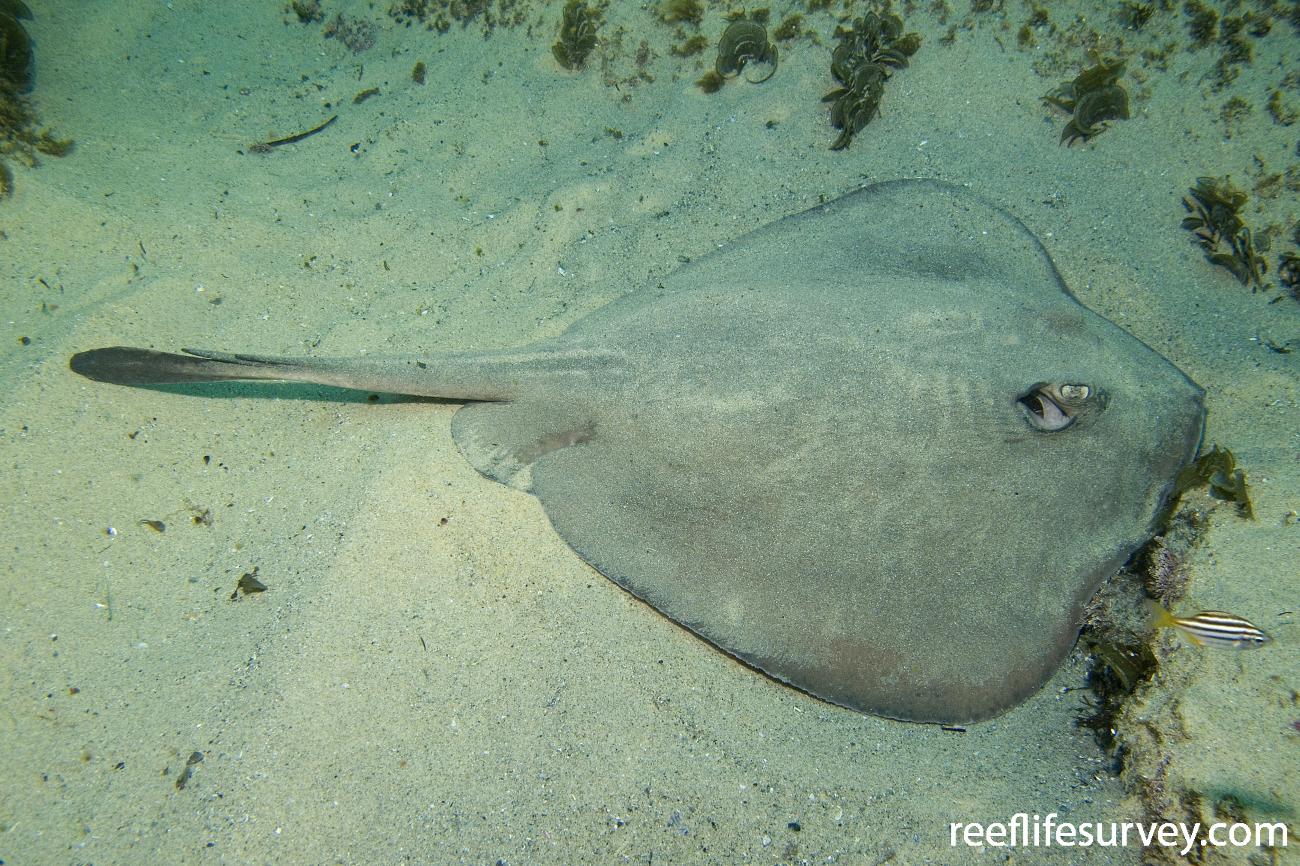 Trygonoptera imitata - Eastern Shovelnose Stingaree | ReefLifeSurvey.com