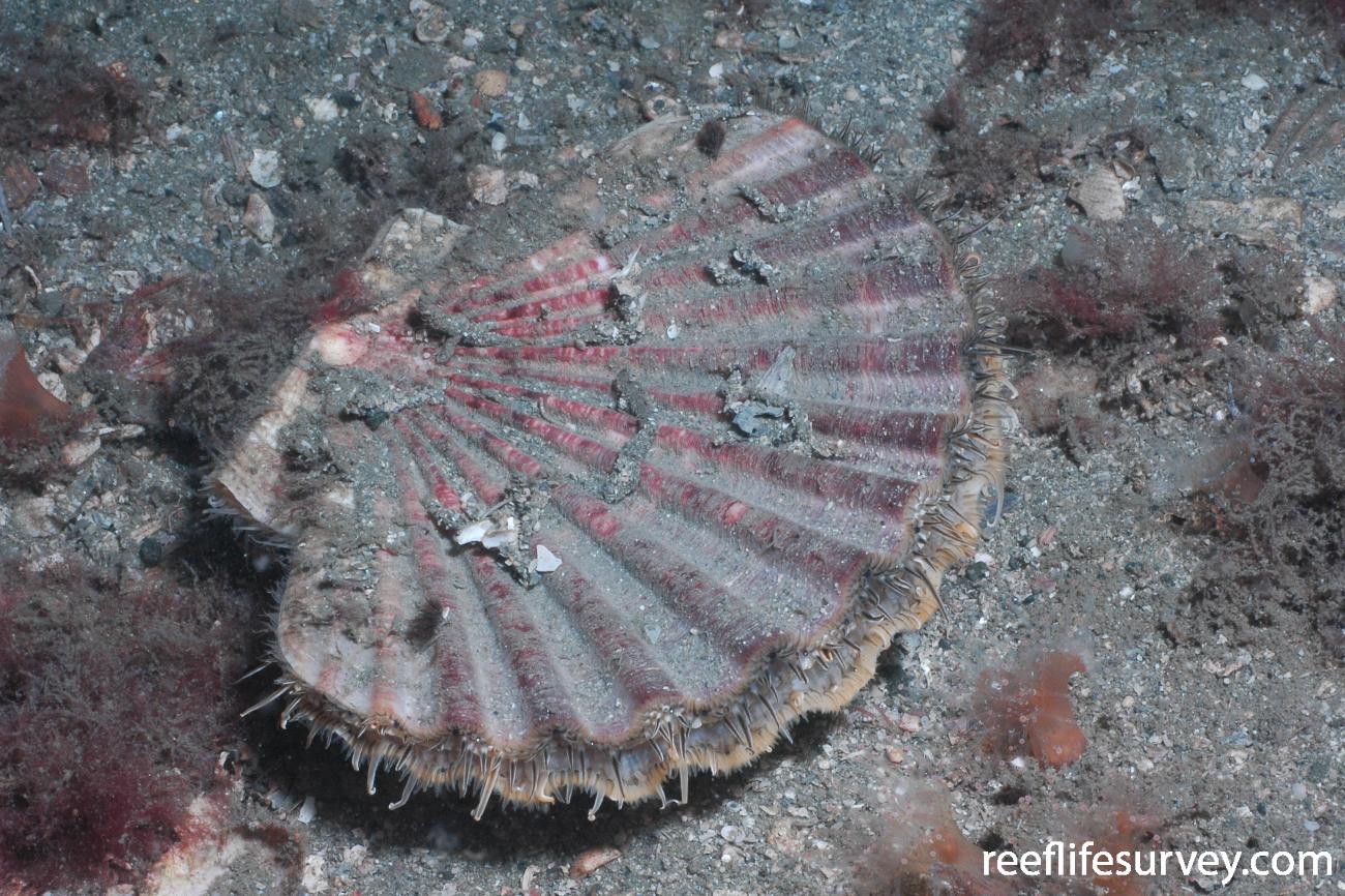 Pecten fumatus - Commercial Scallop | ReefLifeSurvey.com