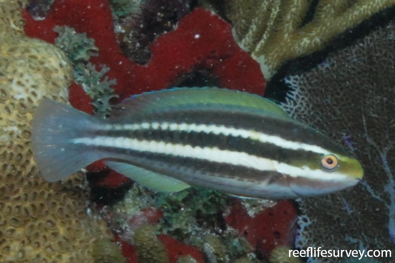 Scarus iseri - Striped Parrotfish | ReefLifeSurvey.com