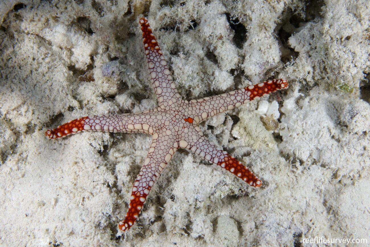 Fromia monilis - Marbled Seastar | ReefLifeSurvey.com