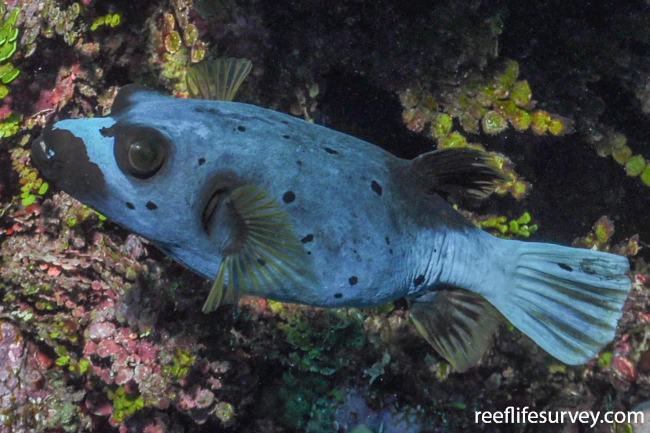 Arothron nigropunctatus - Black-spotted Toadfish | ReefLifeSurvey.com