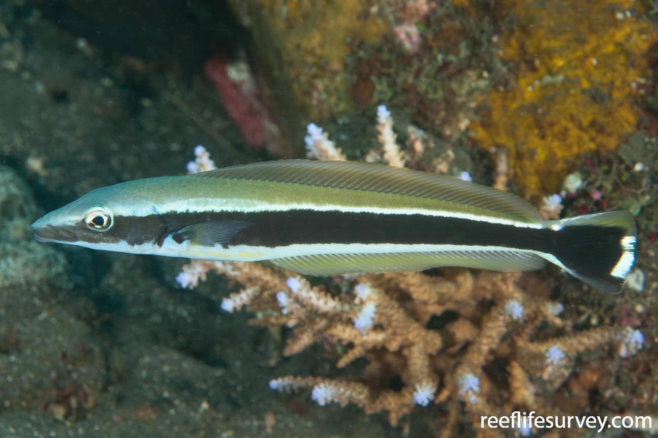 Malacanthus latovittatus - Blue Blanquillo | ReefLifeSurvey.com