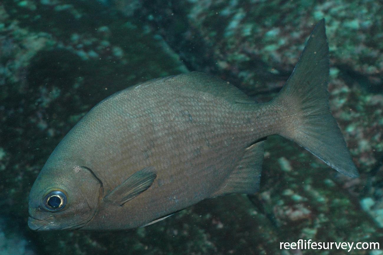 Kyphosus elegans - Cortez Chub | ReefLifeSurvey.com