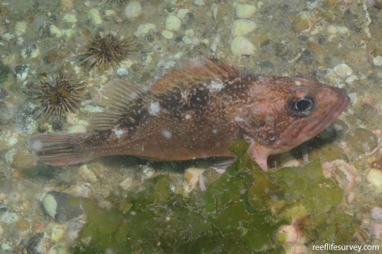 Sebastes oculatus - Patagonian Redfish | ReefLifeSurvey.com