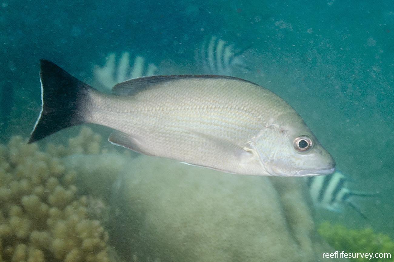 Lutjanus lemniscatus - Darktail Snapper | ReefLifeSurvey.com