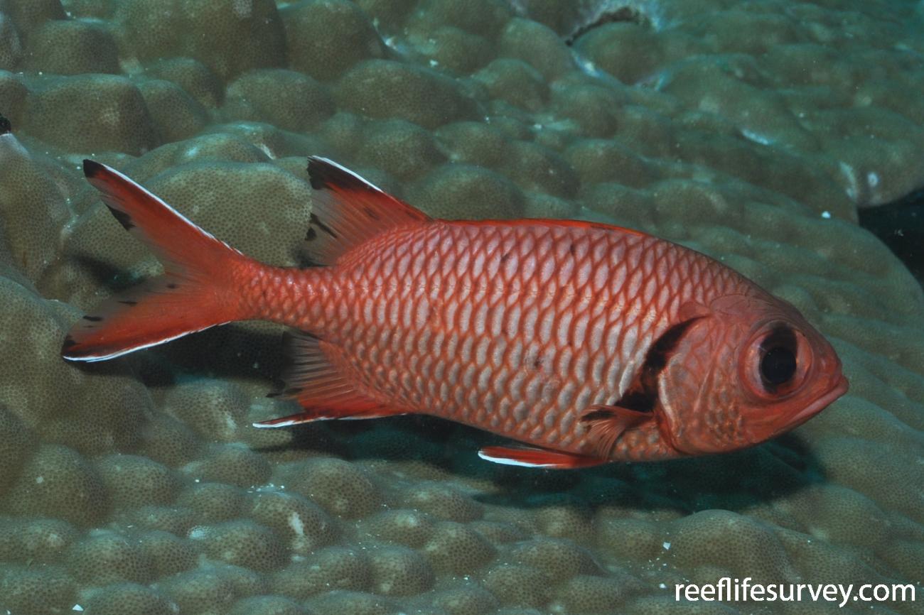 Myripristis murdjan - Crimson Soldierfish | ReefLifeSurvey.com