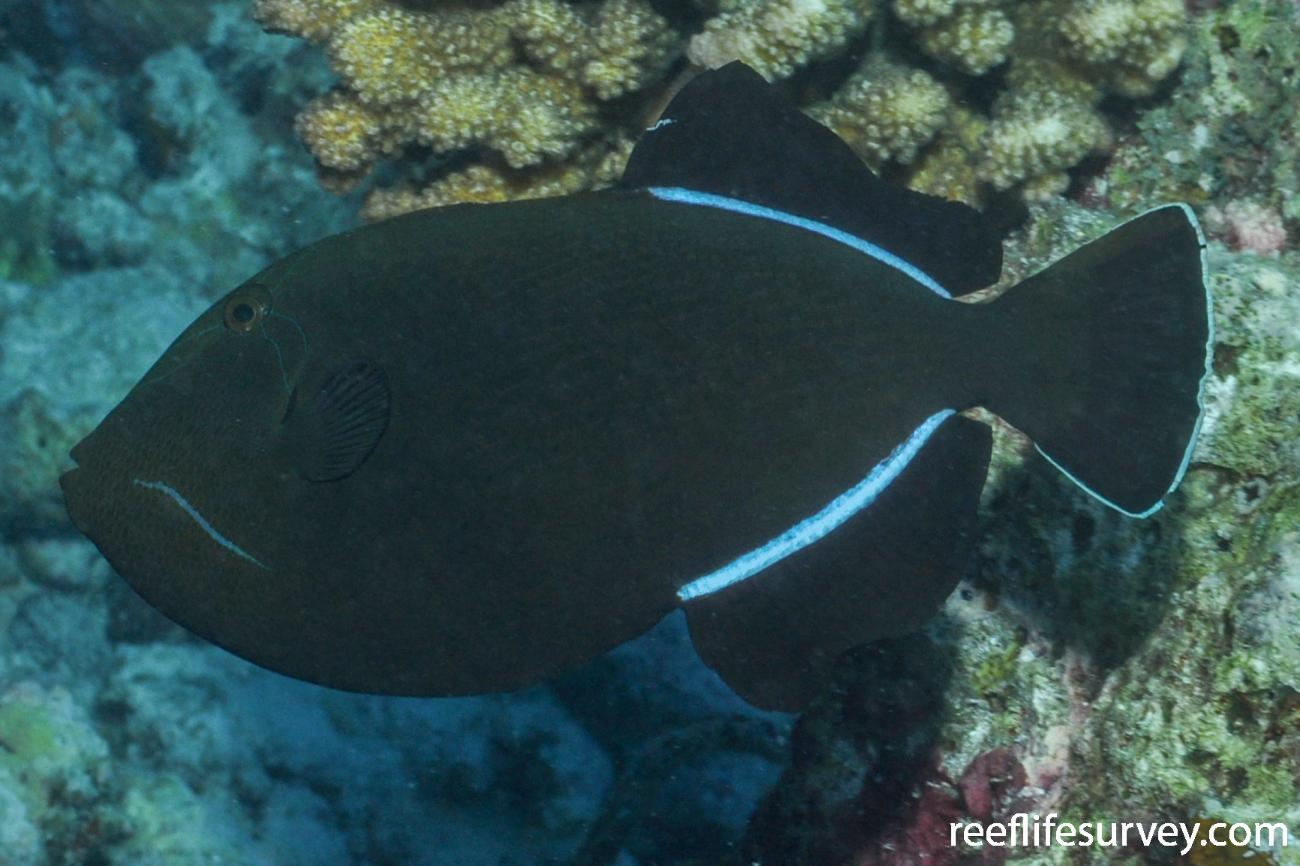 Melichthys indicus - Indian Triggerfish | ReefLifeSurvey.com