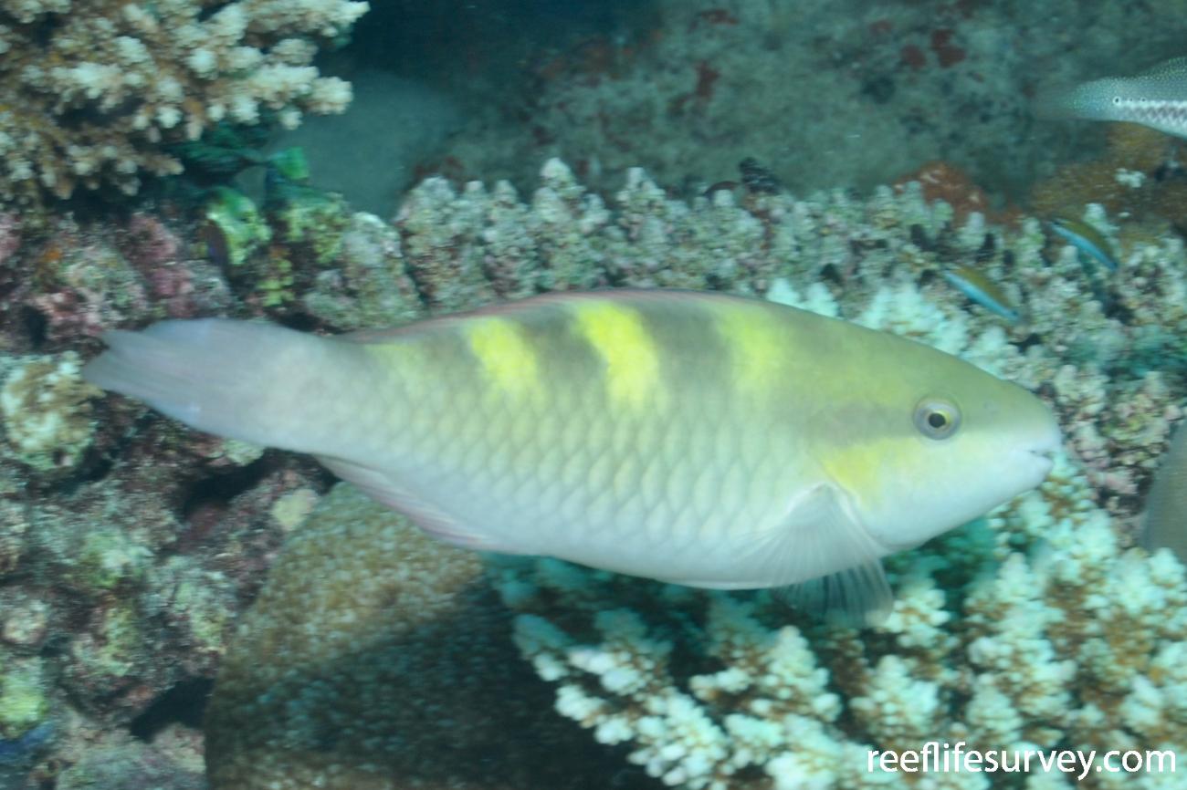 Scarus scaber - Fivesaddle Parrotfish | ReefLifeSurvey.com