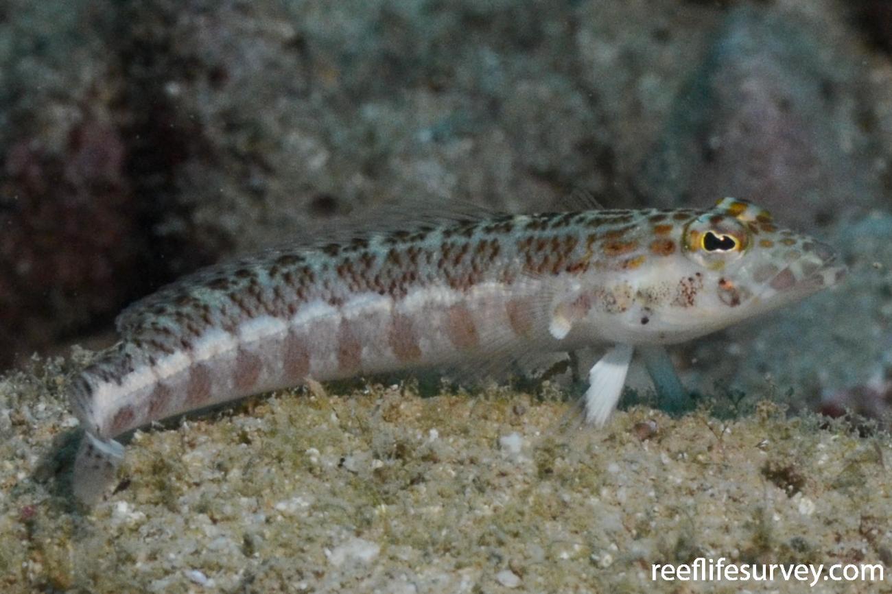 Parapercis xanthozona - Peppered Grubfish | ReefLifeSurvey.com