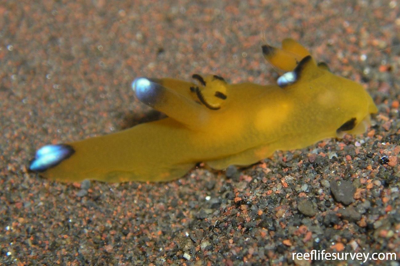 Thecacera pacifica - | ReefLifeSurvey.com