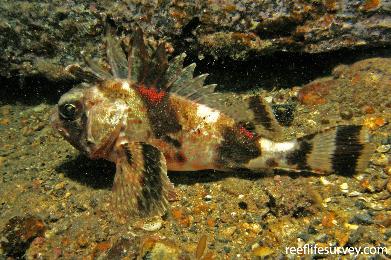 Neosebastes scorpaenoides - Common Gurnard Perch | ReefLifeSurvey.com