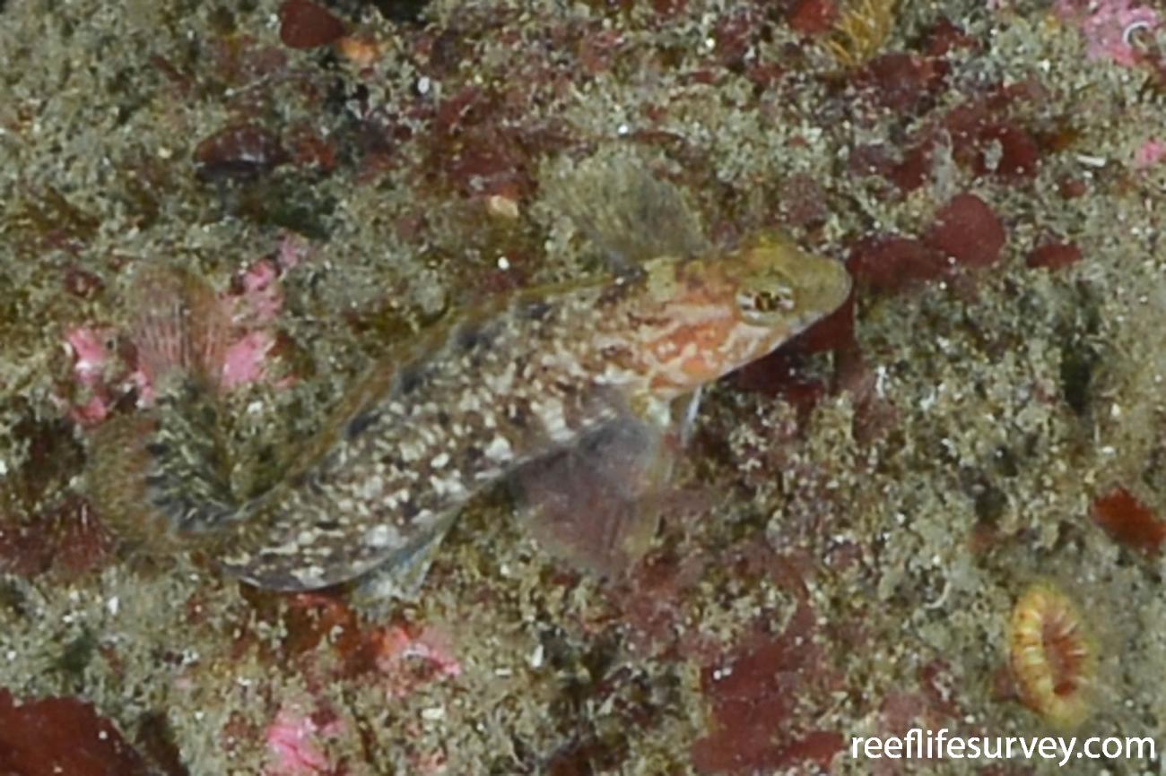 Rathbunella alleni - | ReefLifeSurvey.com