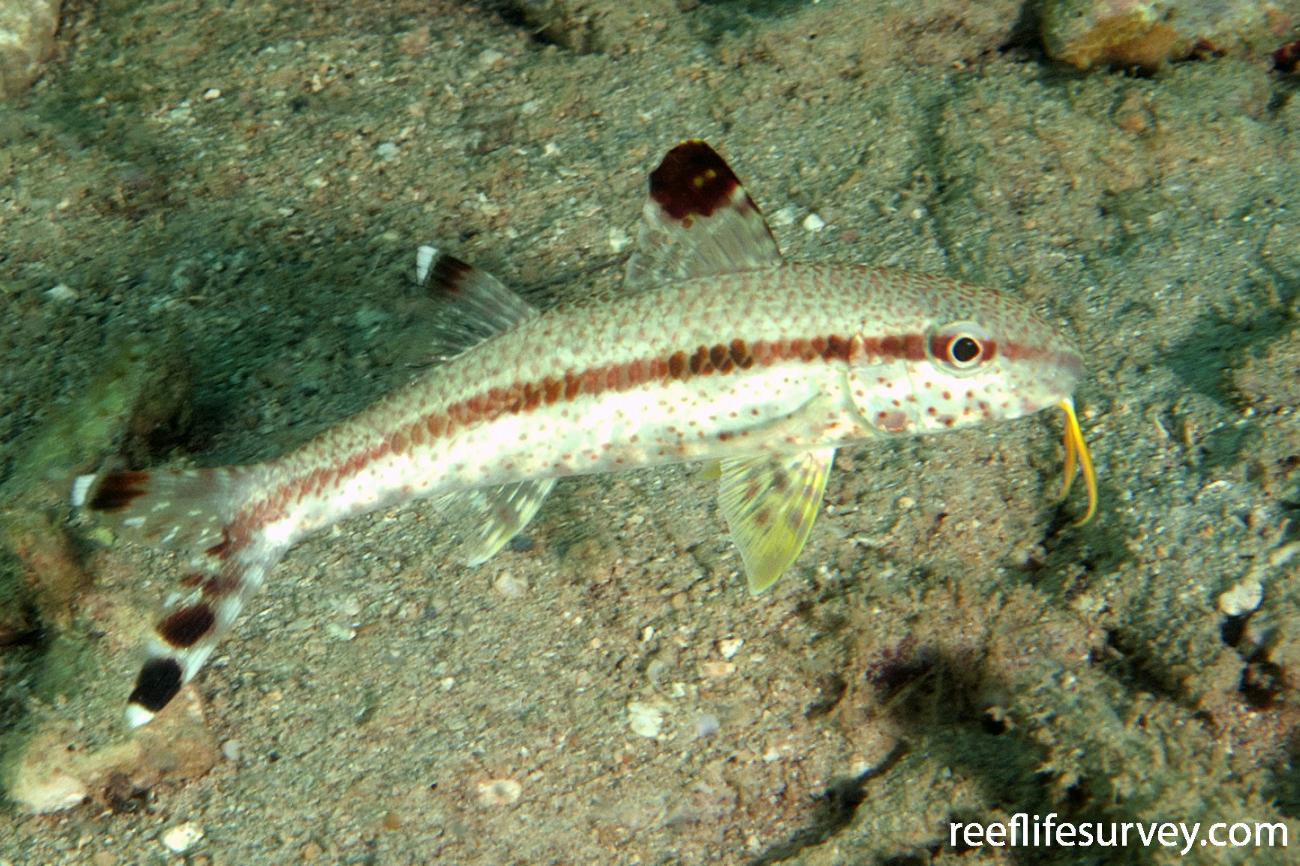 Upeneus tragula - Bartail/freckled Goatfish | ReefLifeSurvey.com