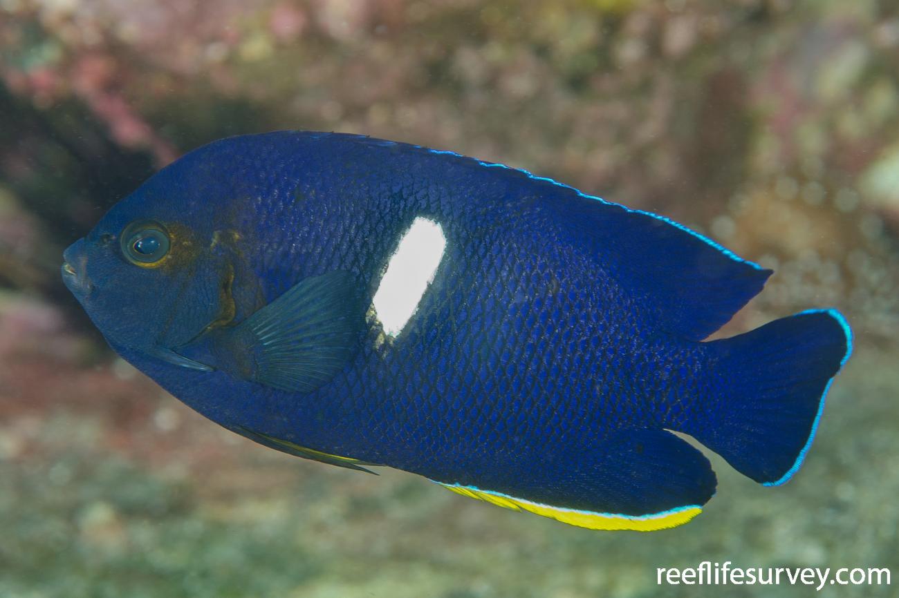 Centropyge tibicen - Keyhole Angelfish | ReefLifeSurvey.com