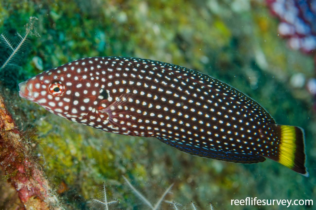 Anampses melanurus - Blacktail Wrasse | ReefLifeSurvey.com