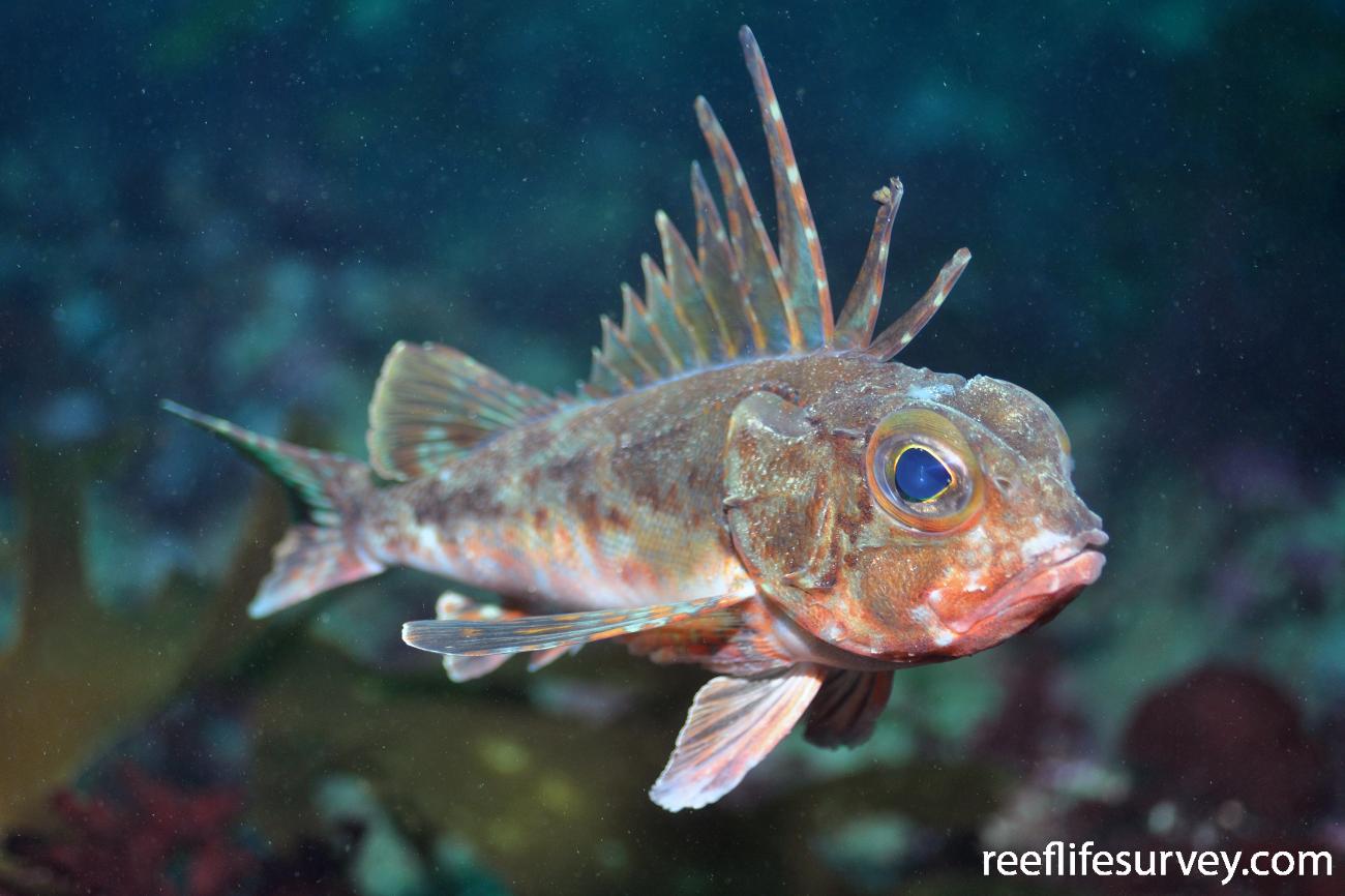 Neosebastes scorpaenoides - Common Gurnard Perch | ReefLifeSurvey.com