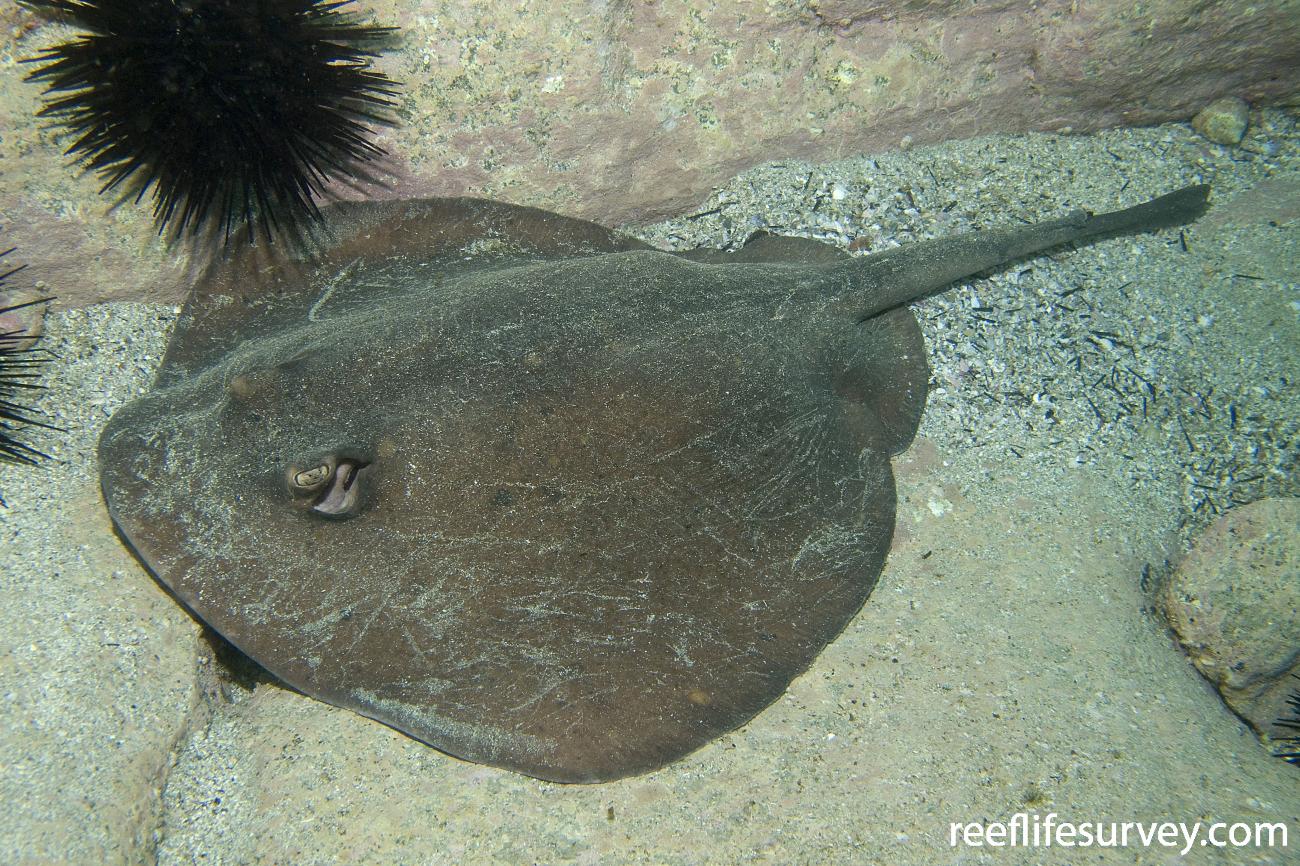 Trygonoptera imitata - Eastern Shovelnose Stingaree | ReefLifeSurvey.com