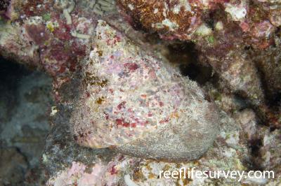 Trochus maculatus - Maculated Top | ReefLifeSurvey.com