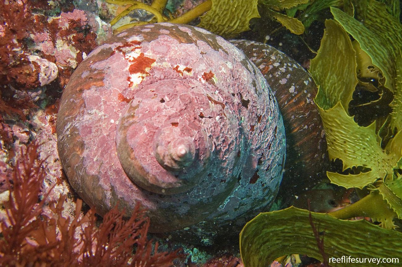 Turbo jourdani - Turban Shell | ReefLifeSurvey.com