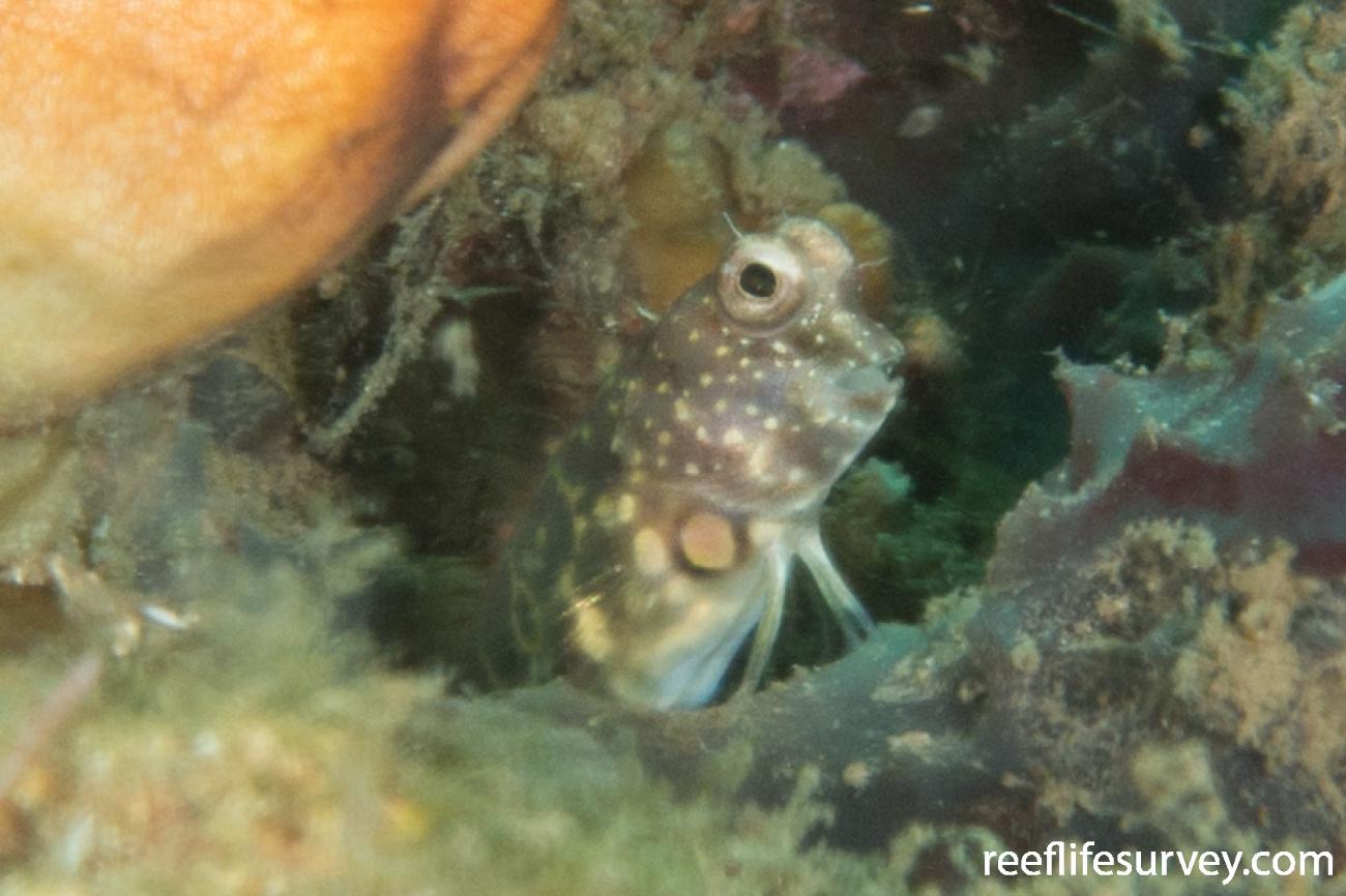 Salarias segmentatus - Segmented Blenny | ReefLifeSurvey.com