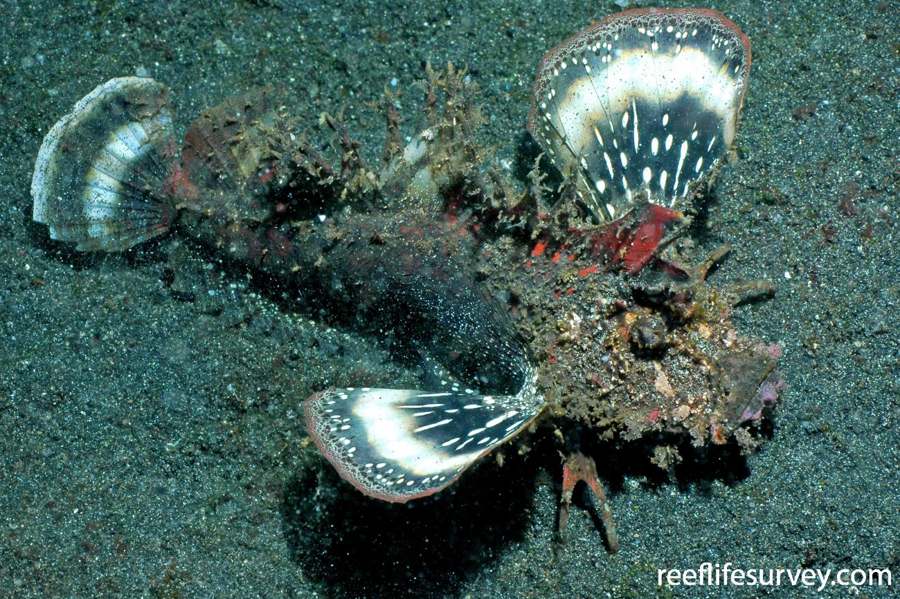 Inimicus didactylus - Longsnout Stingerfish | ReefLifeSurvey.com