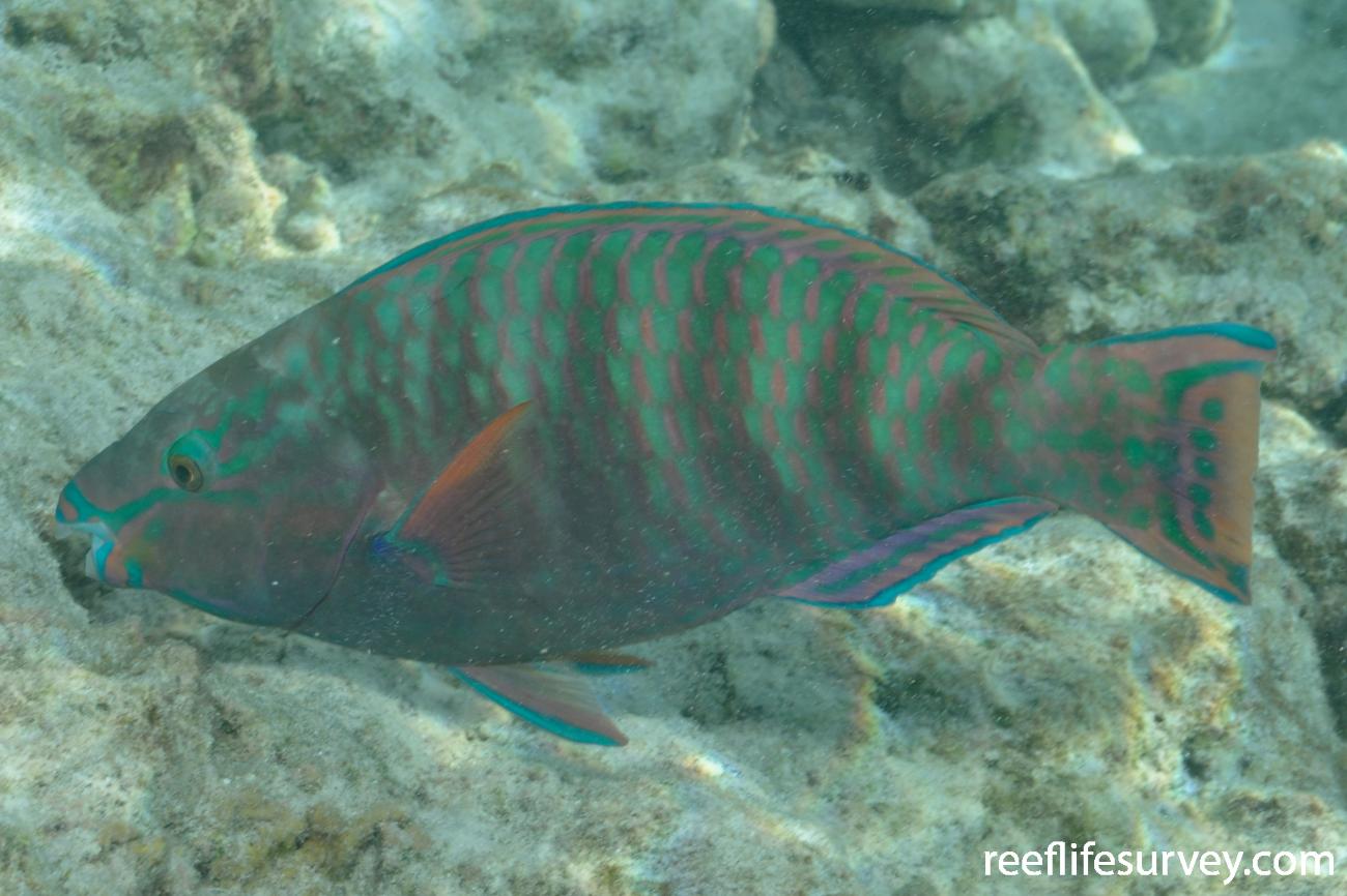 Scarus russelii - Eclipse Parrotfish | ReefLifeSurvey.com