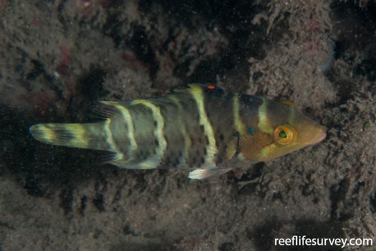 Cheilinus fasciatus - Redbreast Maori Wrasse | ReefLifeSurvey.com