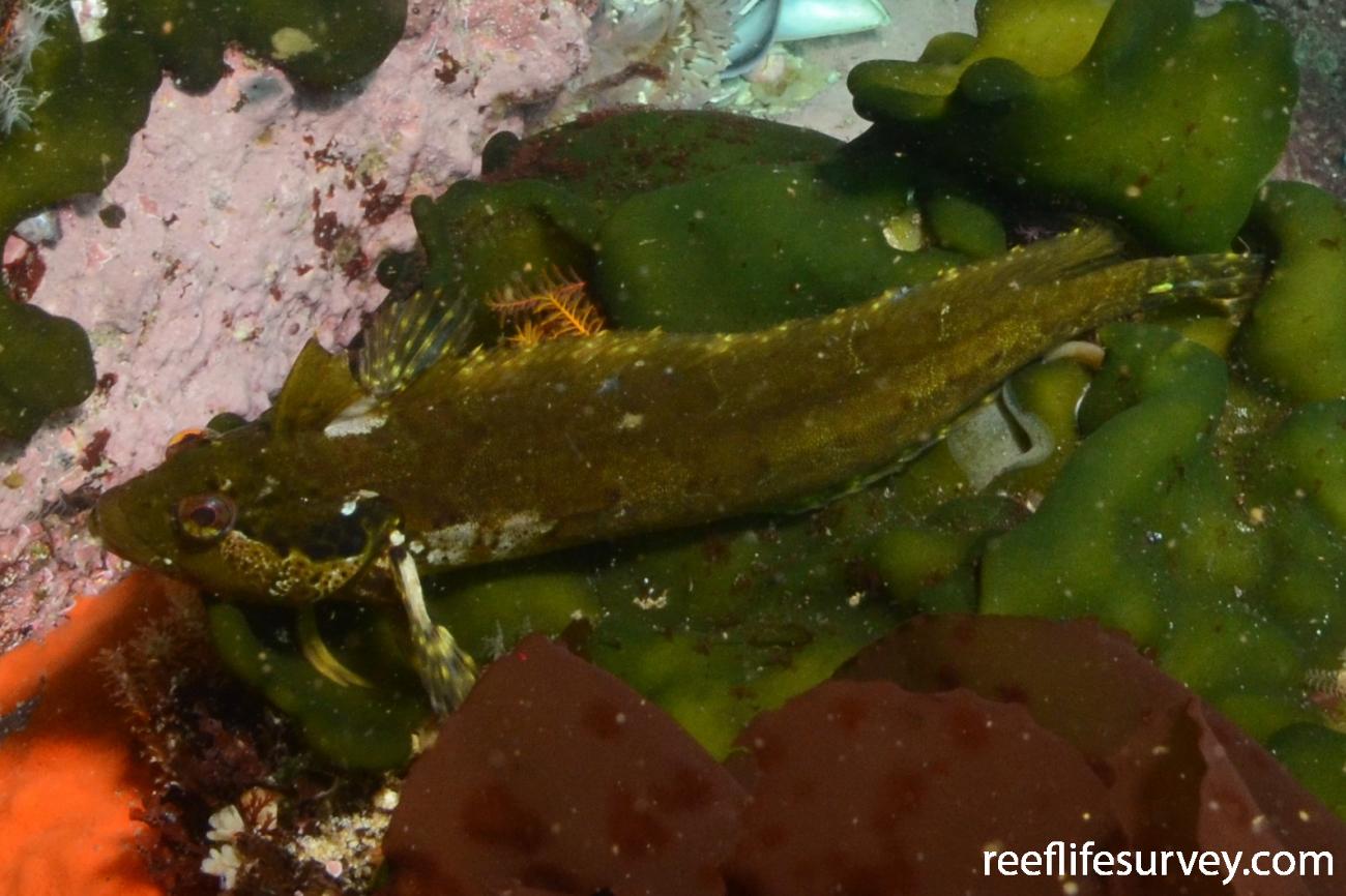 Clinus superciliosus - Super Klipfish | ReefLifeSurvey.com