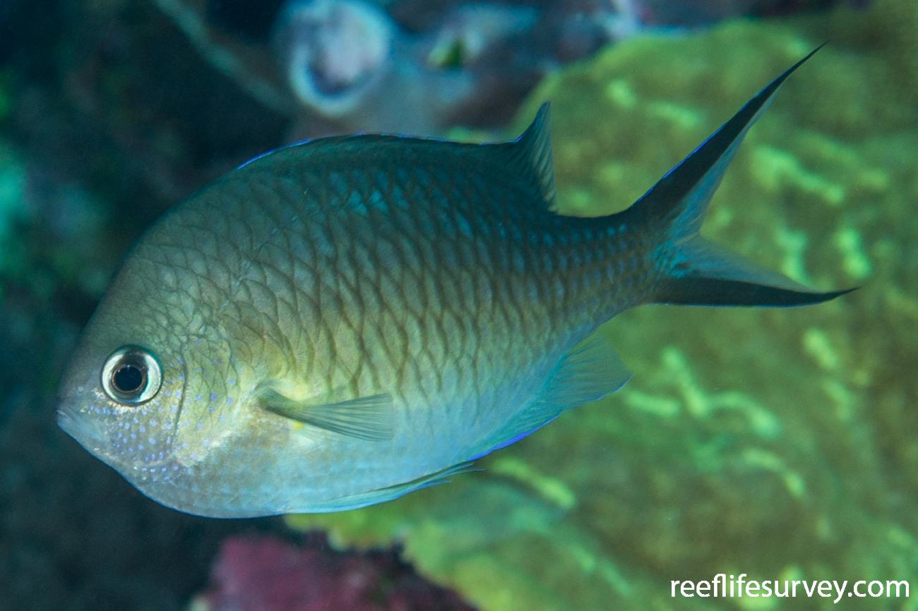 Chromis ternatensis - Swallowtail Puller | ReefLifeSurvey.com