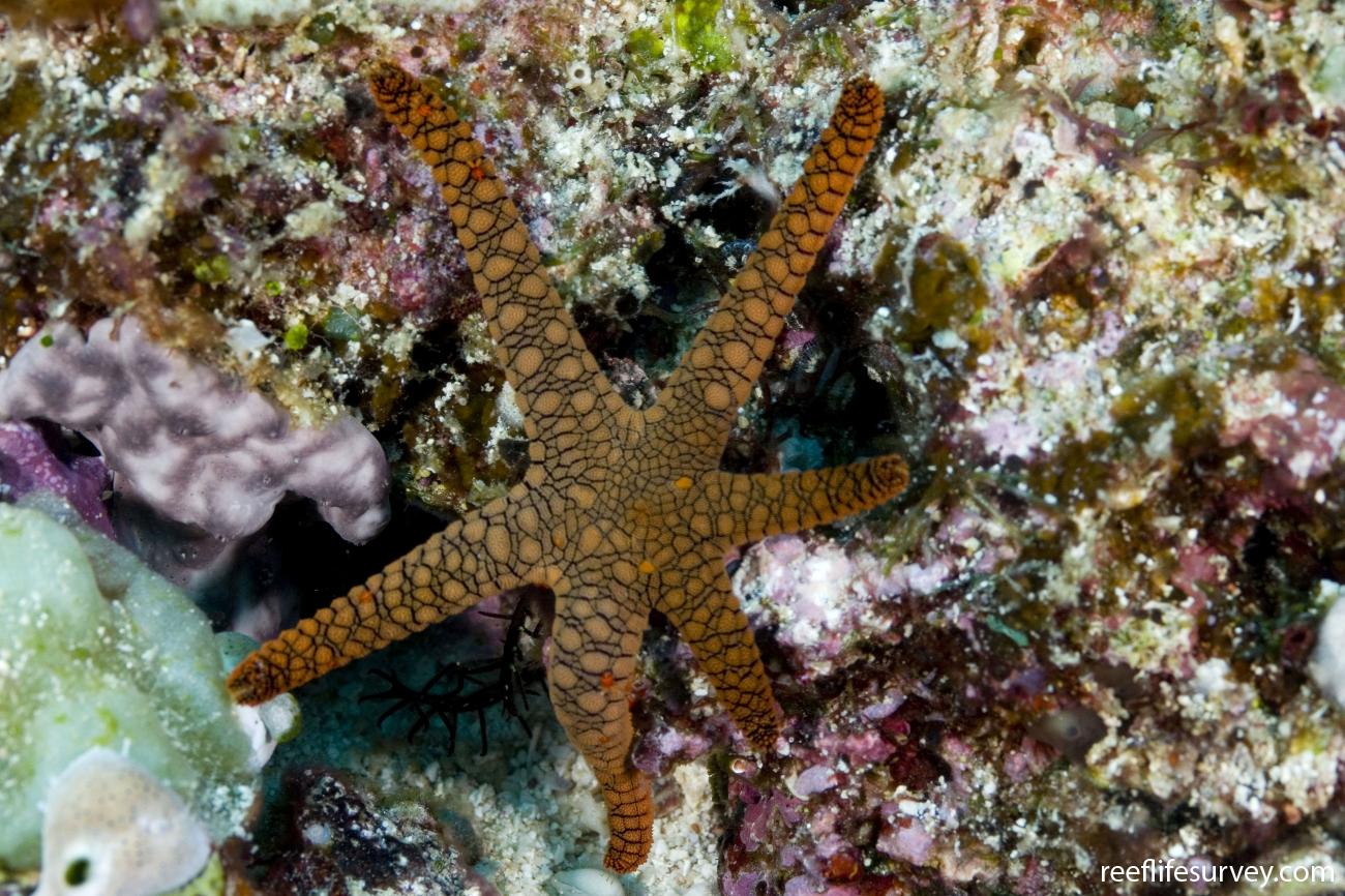Fromia indica - Indian Seastar | ReefLifeSurvey.com