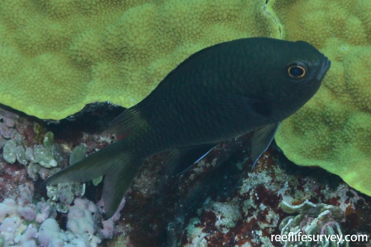 Chromis kennensis - Yellow-tail Puller | ReefLifeSurvey.com