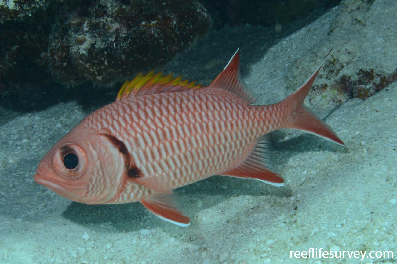 Myripristis berndti - Bigscale Soldierfish | ReefLifeSurvey.com