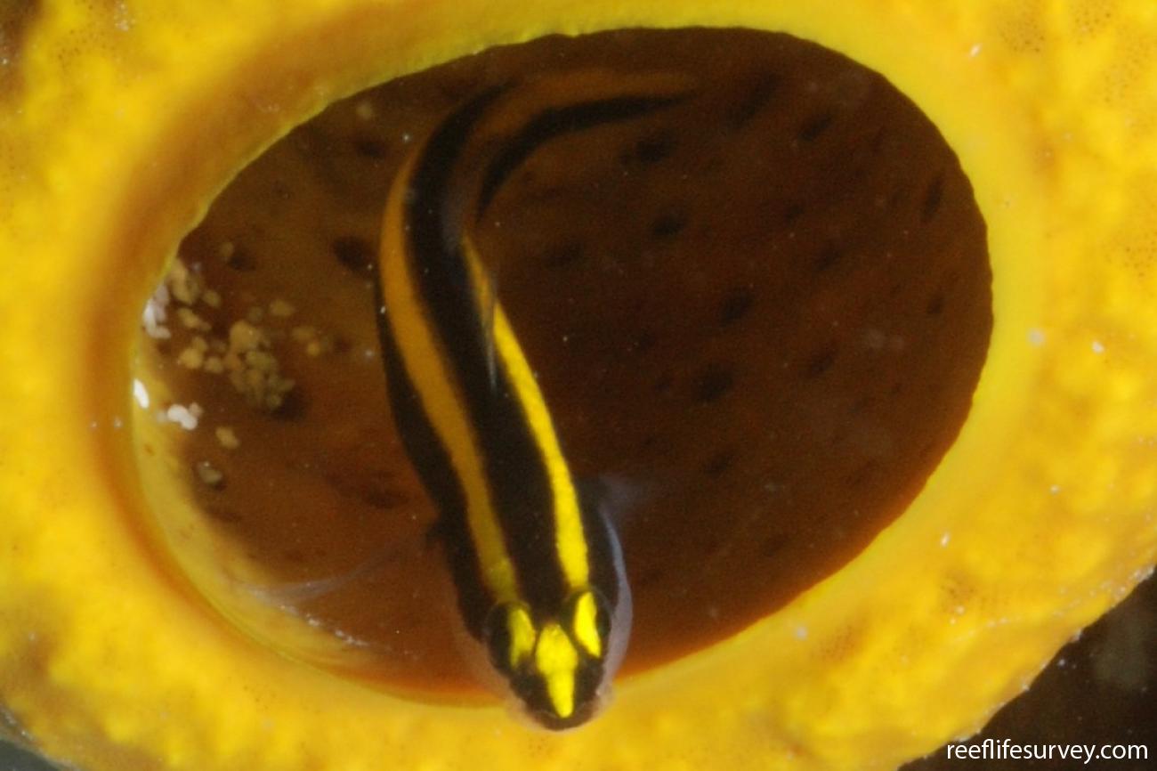 Elacatinus figaro - Yellow Line Goby | ReefLifeSurvey.com