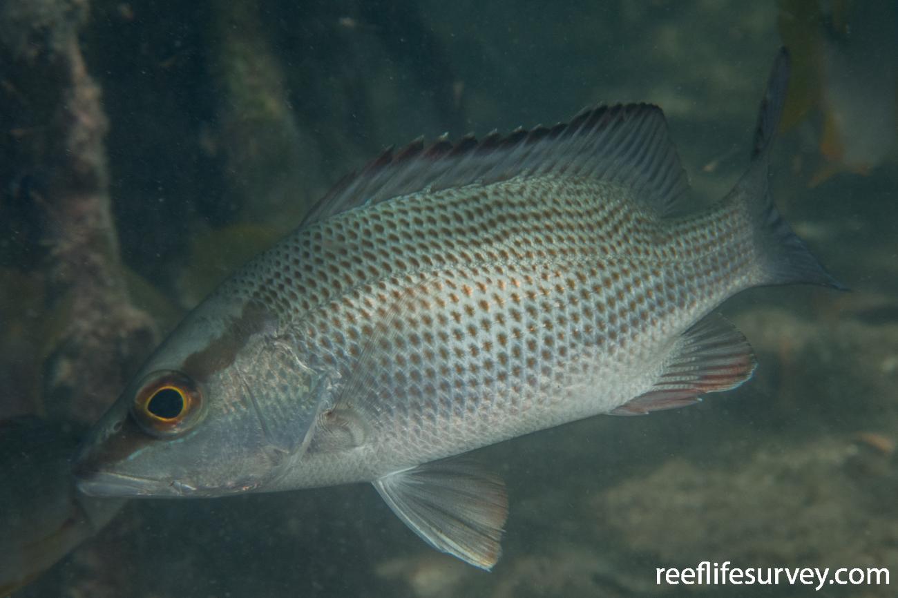 Lutjanus griseus - Grey Snapper | ReefLifeSurvey.com