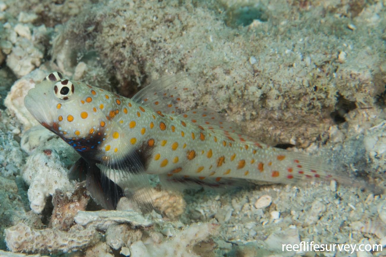 Amblyeleotris guttata - Blackchest Shrimpgoby | ReefLifeSurvey.com