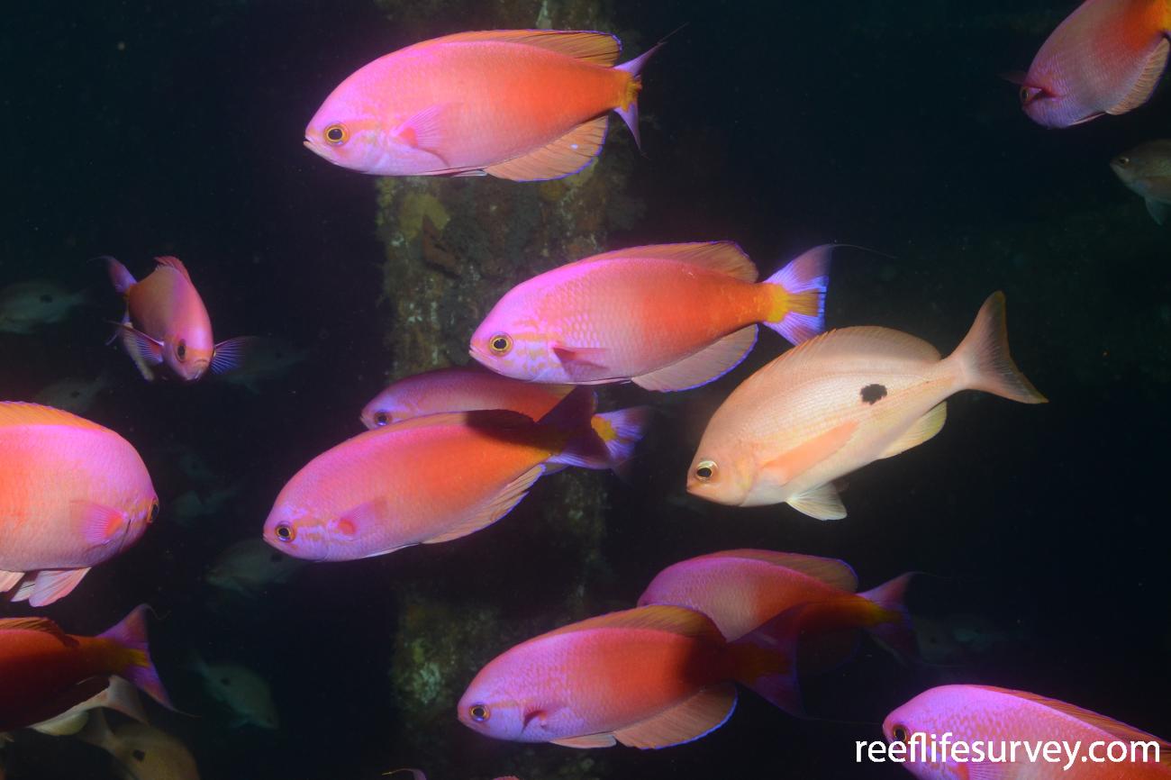 Callanthias australis - Splendid Perch | ReefLifeSurvey.com
