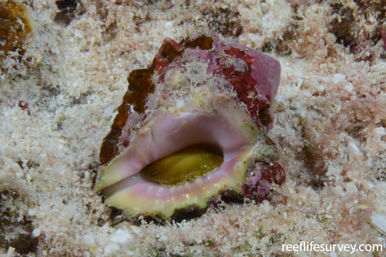 Drupa morum - Purple Pacific Drupe | ReefLifeSurvey.com