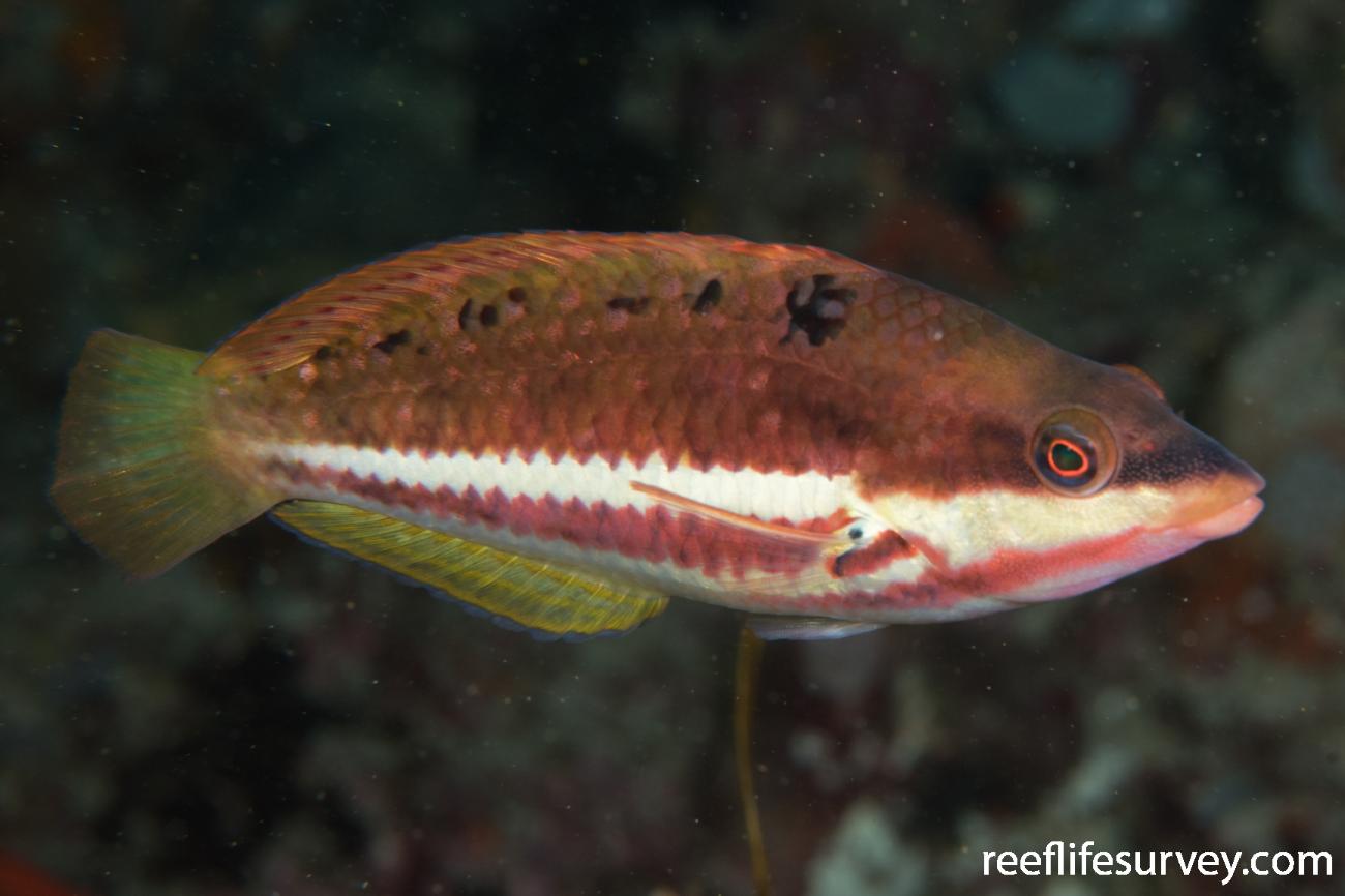 Pseudolabrus biserialis - Red-banded Wrasse | ReefLifeSurvey.com