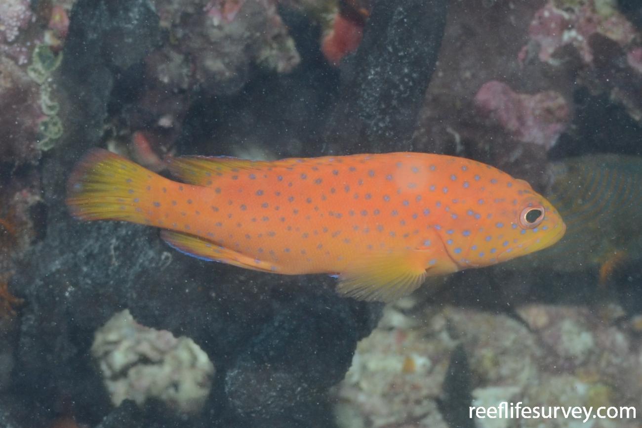Cephalopholis miniata - Coral Rockcod | ReefLifeSurvey.com