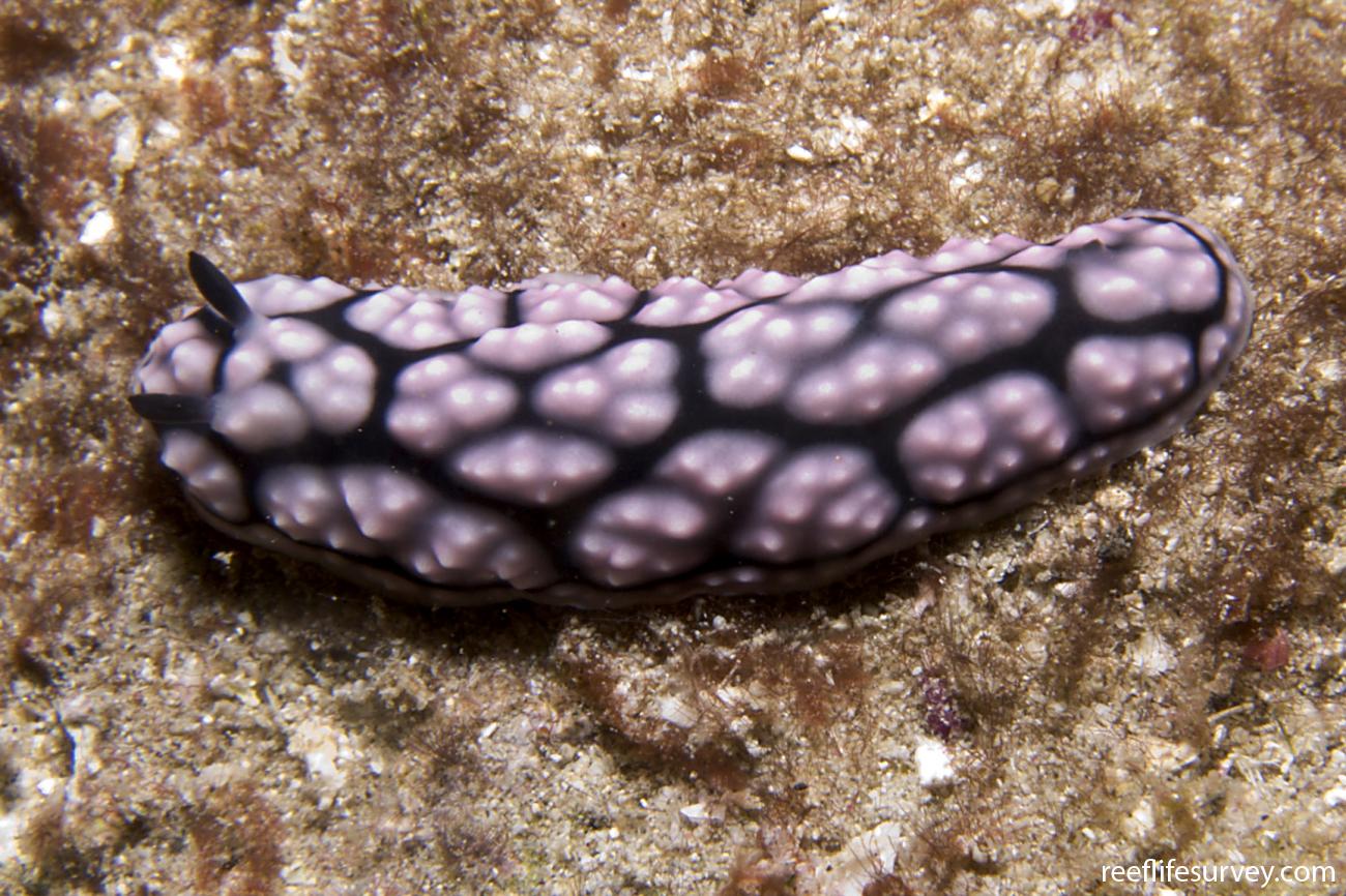 Phyllidiella pustulosa - Nudibranch | ReefLifeSurvey.com