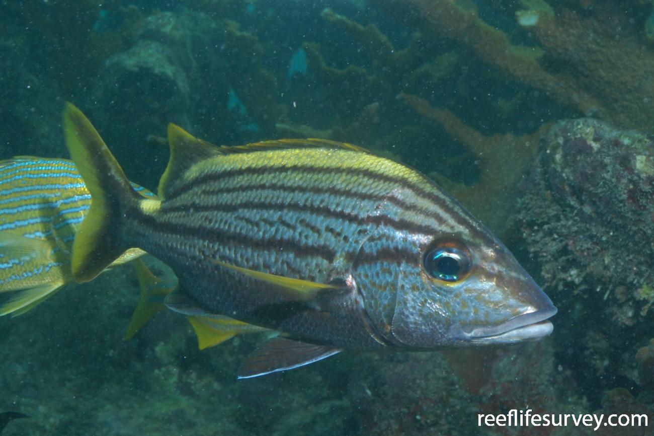 Haemulon macrostomum - Spanish Grunt | ReefLifeSurvey.com