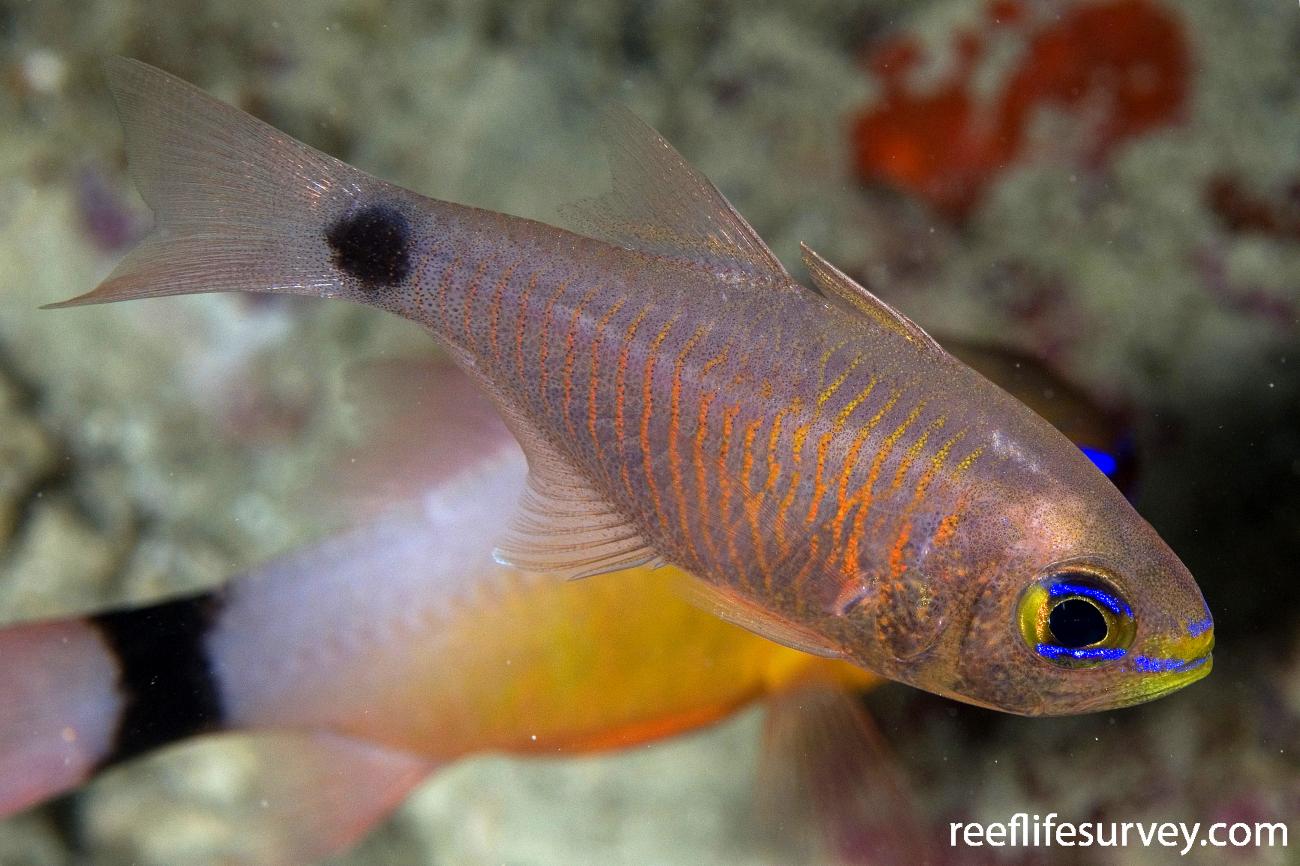 Taeniamia fucata - Painted Cardinalfish | ReefLifeSurvey.com