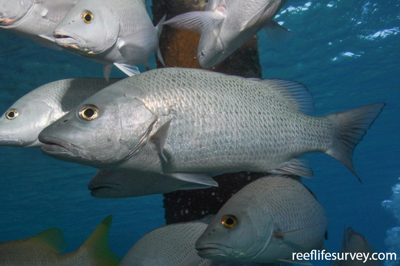 Lutjanus griseus - Grey Snapper | ReefLifeSurvey.com