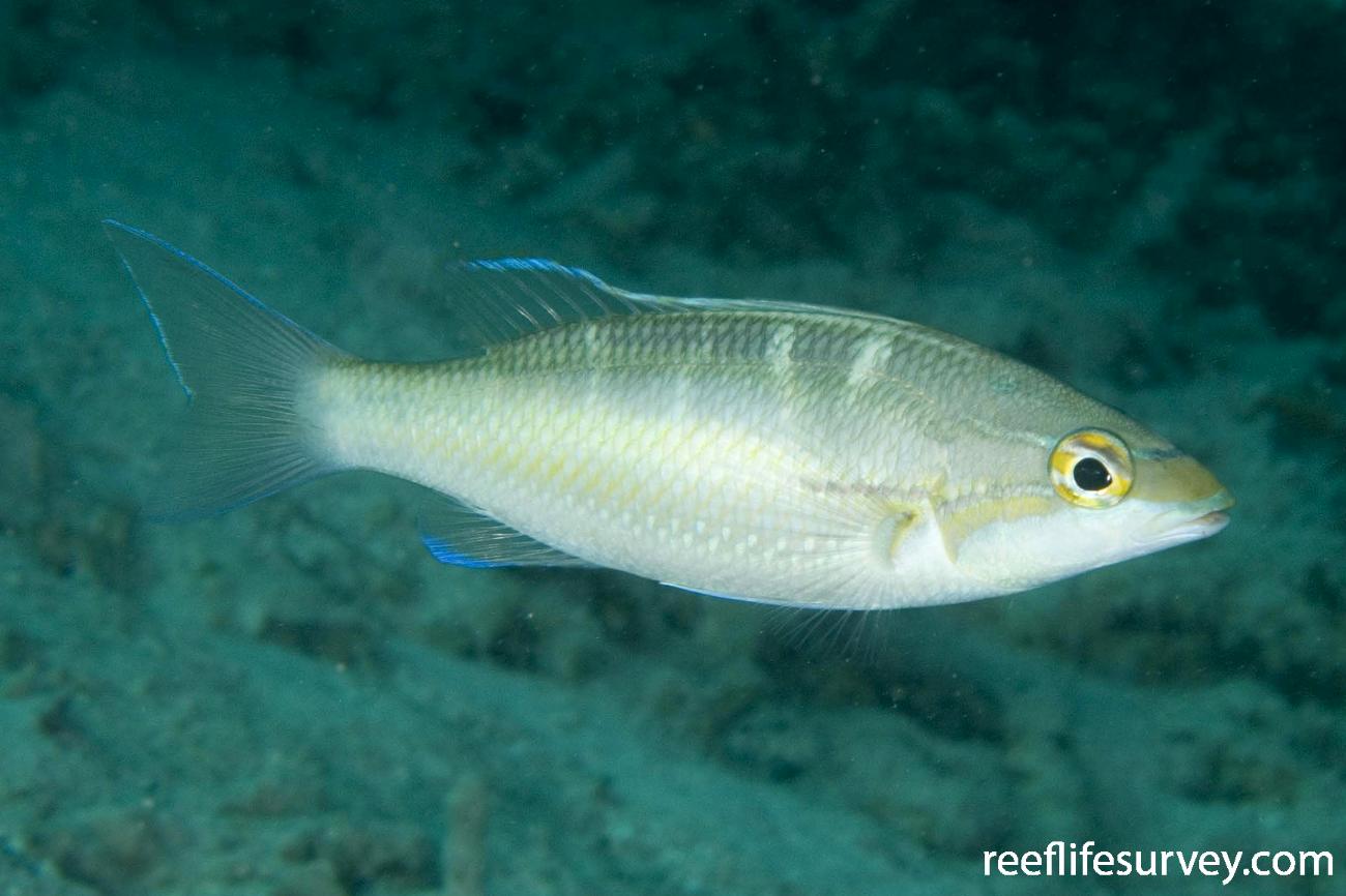 Pentapodus trivittatus - Three-striped Whiptail | ReefLifeSurvey.com